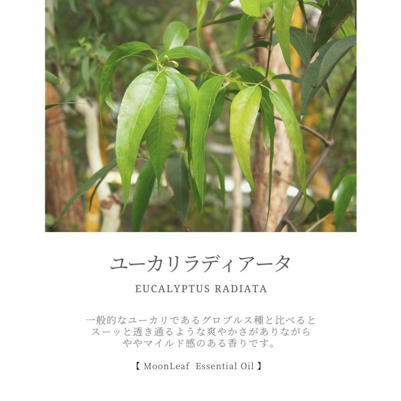 ユーカリラディアータ100ml | MoonLeaf Marche
